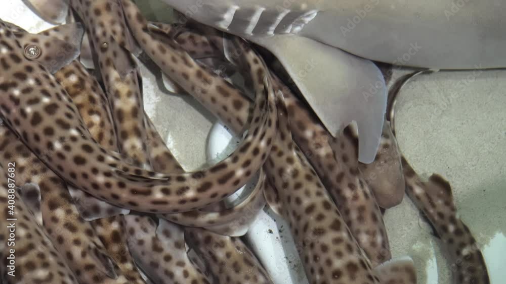 The long spotted eels inside the water in Osaka Aquarium Kaiyukan in ...