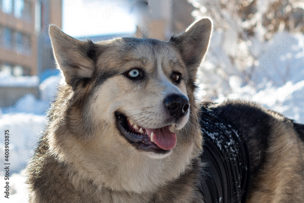 A close up of a husky dog against the snow. The large canine has odd ...