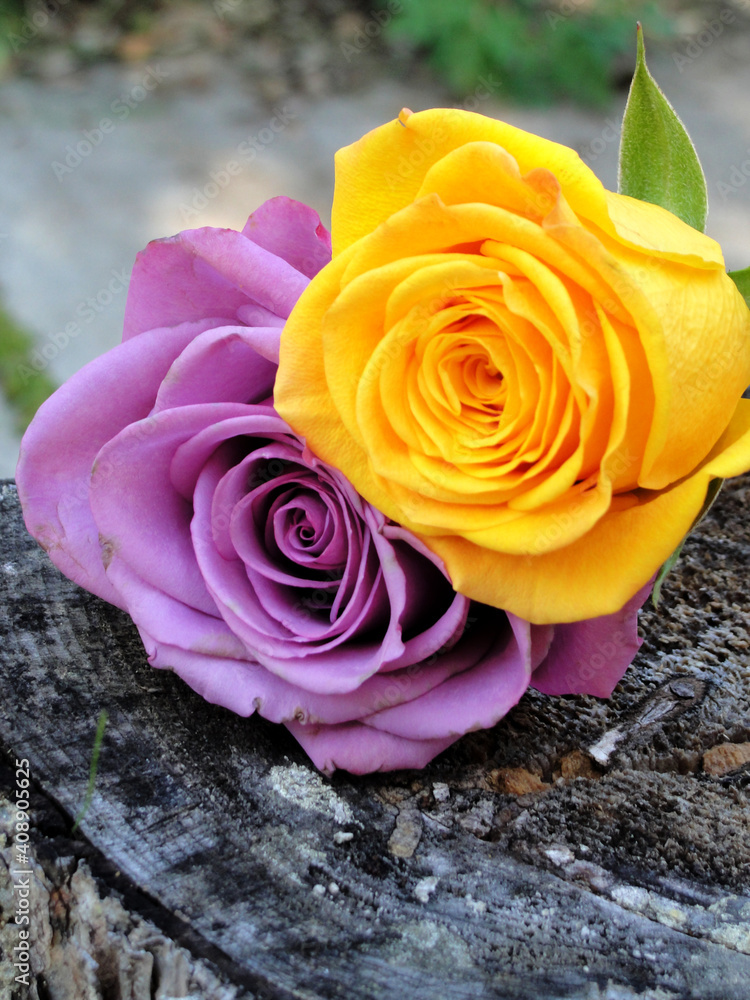 roses pink and yellow Stock Photo | Adobe Stock