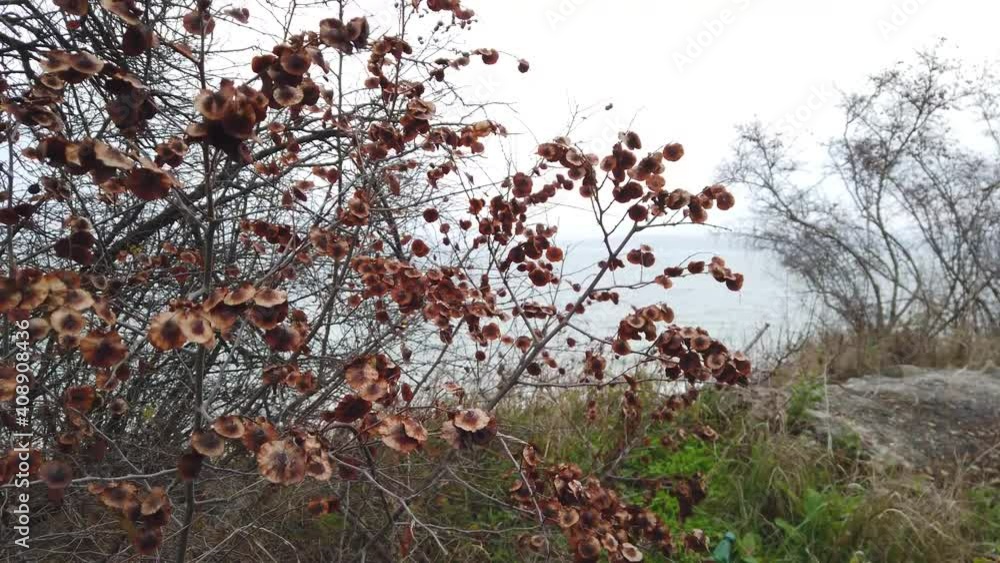 Vidéo Stock Ripe frutis and seeds of Deciduous shrub or small tree ...