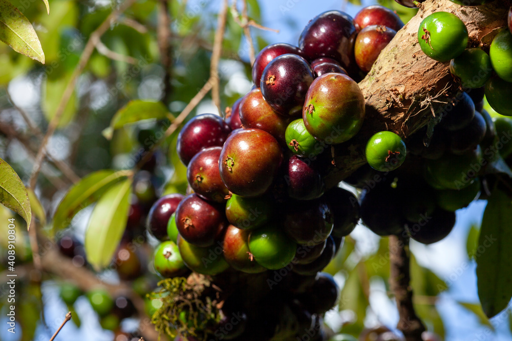 Fruit. Exotic. Jabuticaba in the tree ready to be harvested. Jaboticaba ...