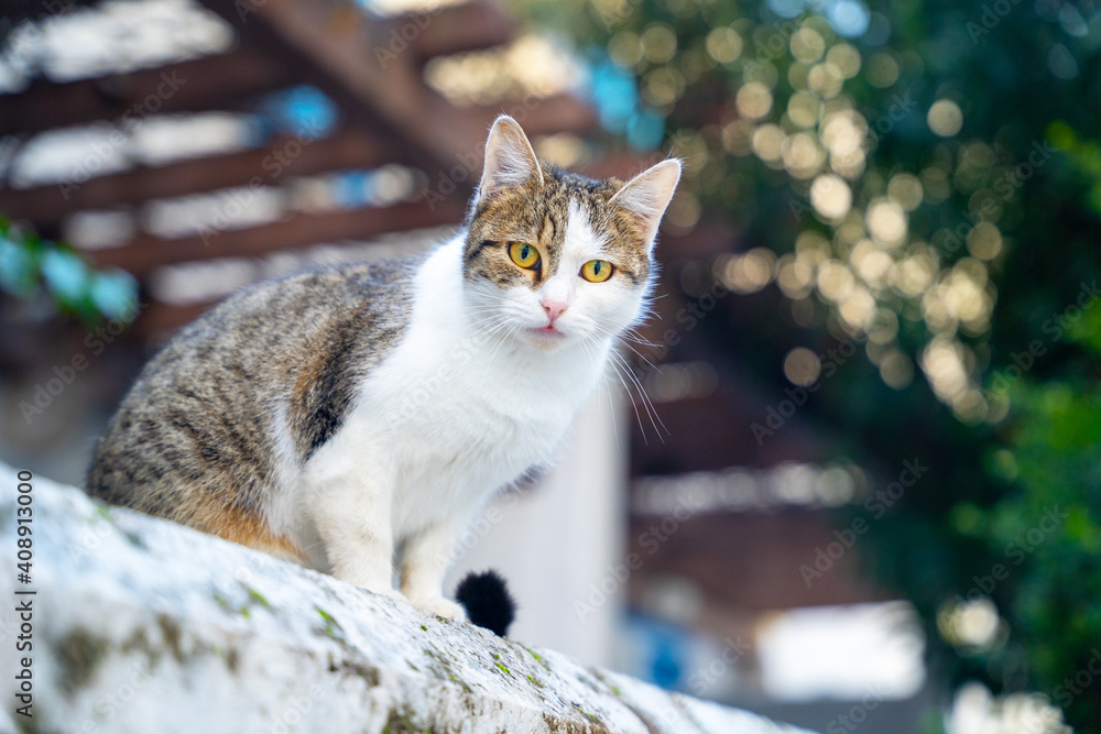 homeless beautiful cat with big green eyes looks scared at passerby ...