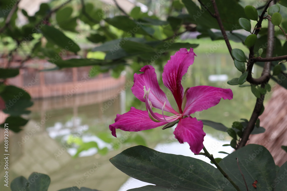 Close up beautiful pink Orchid Tree flower (Scientific name Bauhinia ...