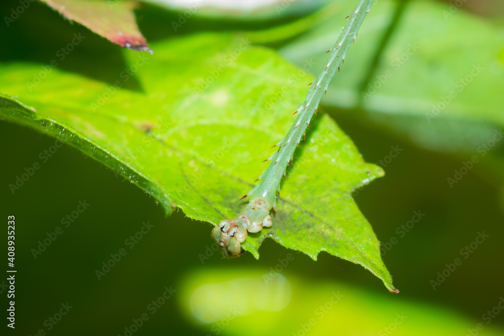 The predatory bush-cricket (lat. Saga pedo), of the family ...