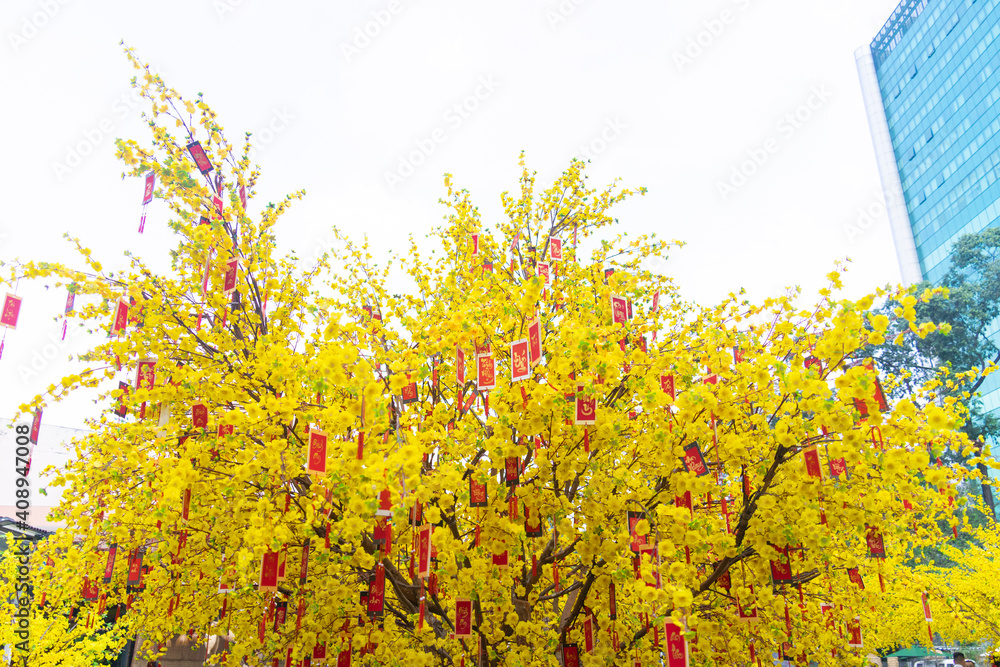 Ochna integerrima (Hoa Mai) tree with lucky money. Traditional culture ...
