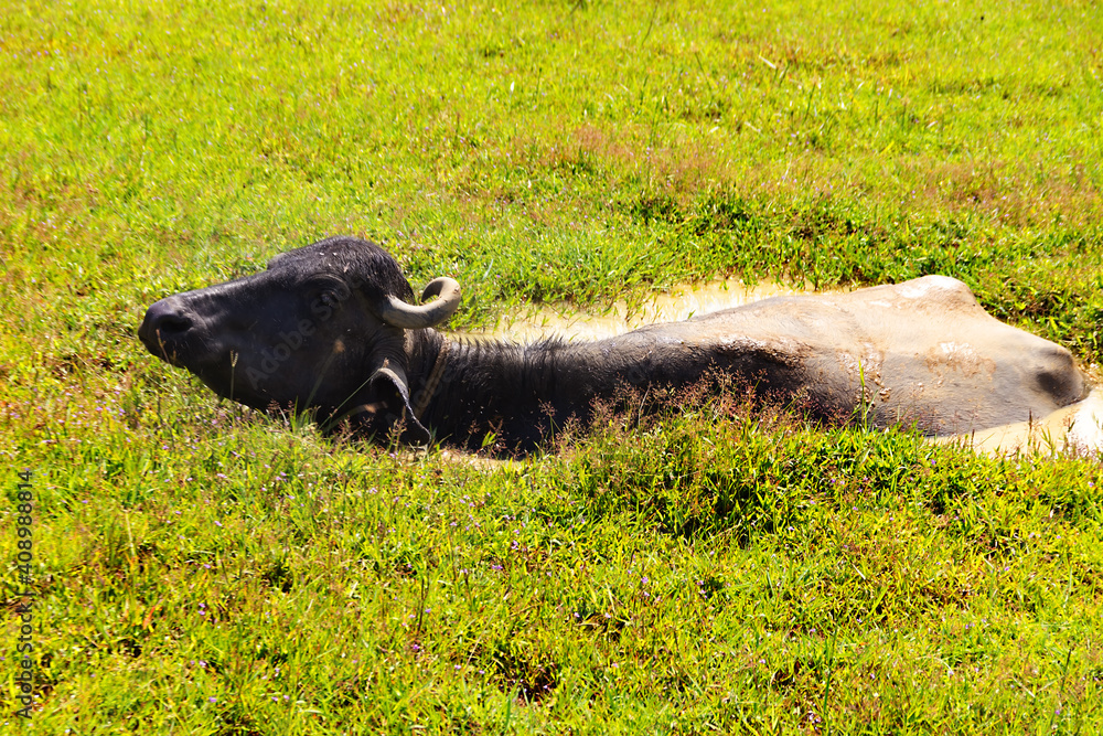 water Buffalo sank into the quag-mire Stock Photo | Adobe Stock
