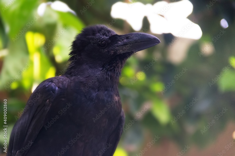 Indian jungle crow (Corvus culminatus). Crow in the city, synanthropic ...