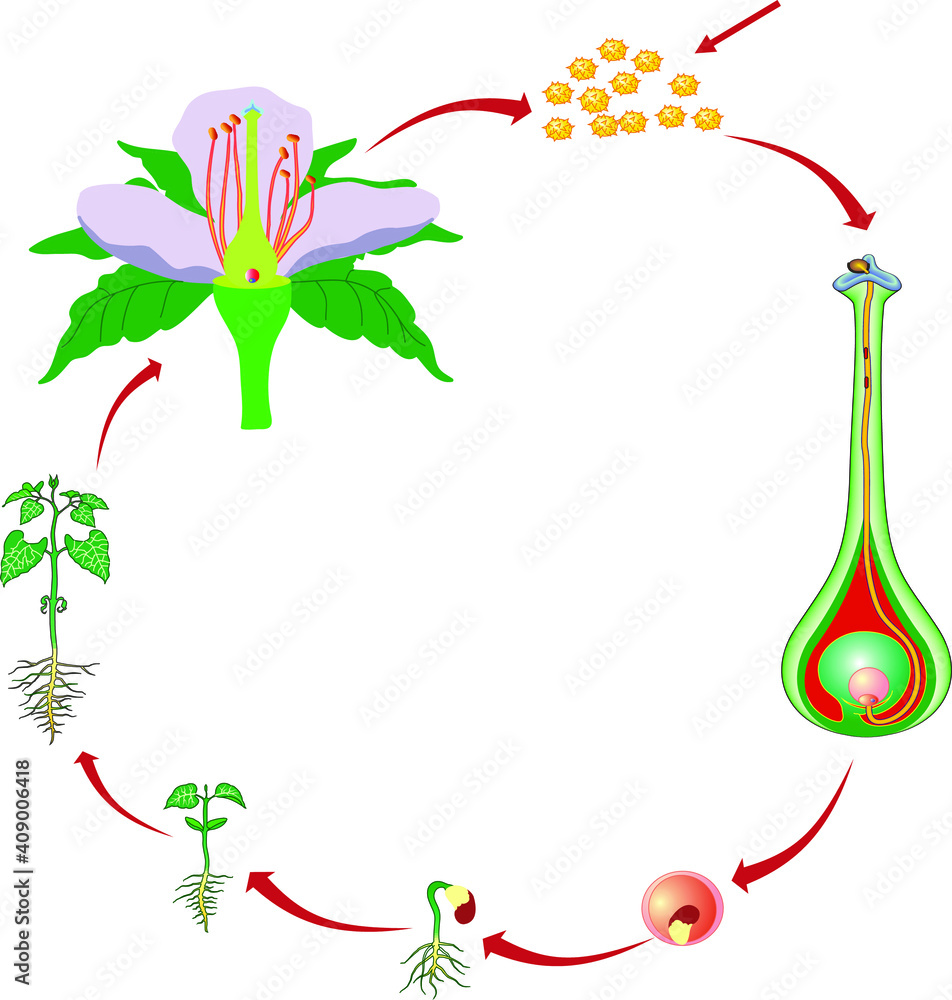 Diagram Of Part Of A Flower Involved In Pollination Plant Po