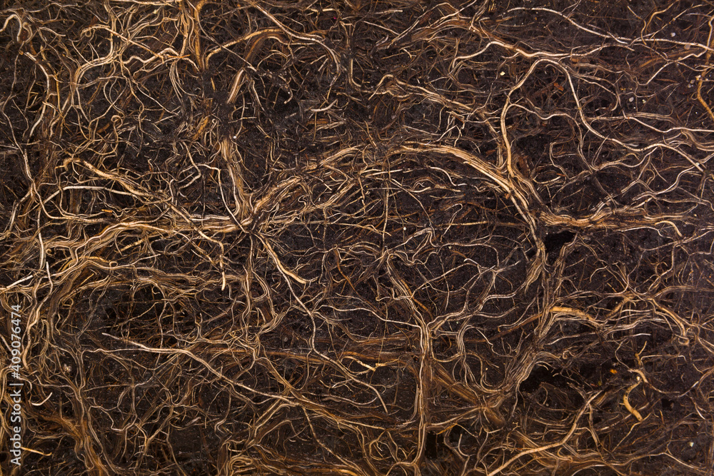 Root system in soil. Stock Photo | Adobe Stock