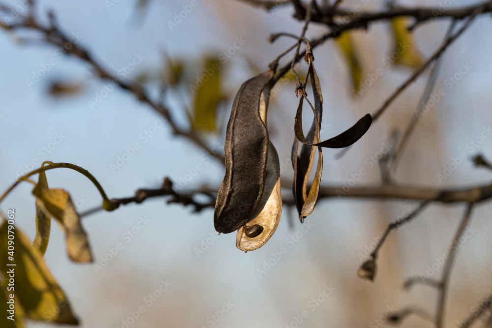 Robinia pseudoacacia, commonly known in its native territory as black ...