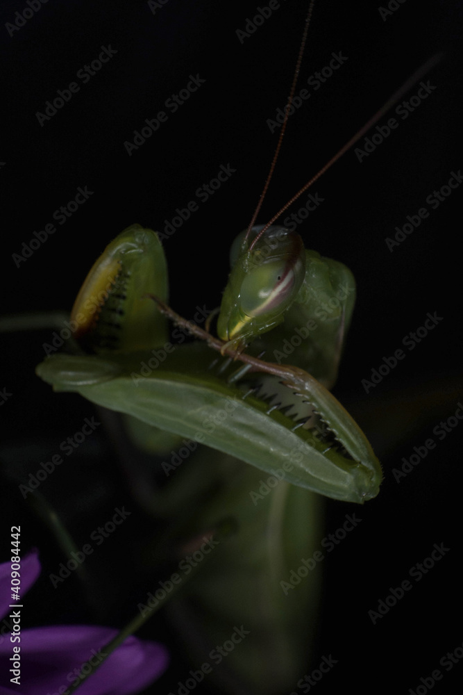 Extreme macro praying mantis cleaning her raptorial leg tibial spine ...