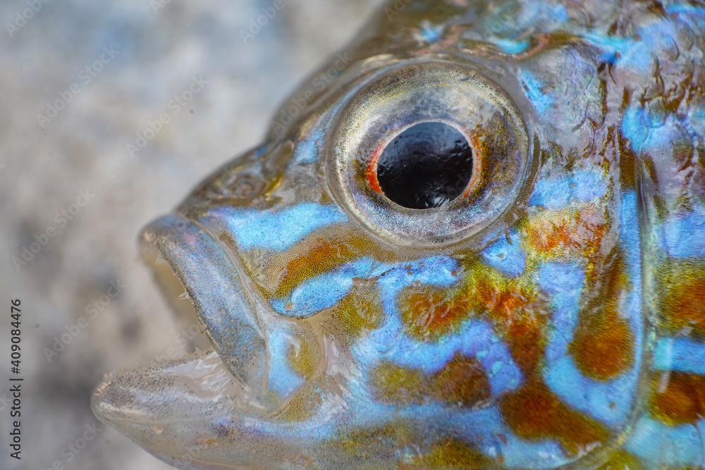 pumpkinseed fish close up on colorful scales, common sunfish macro ...