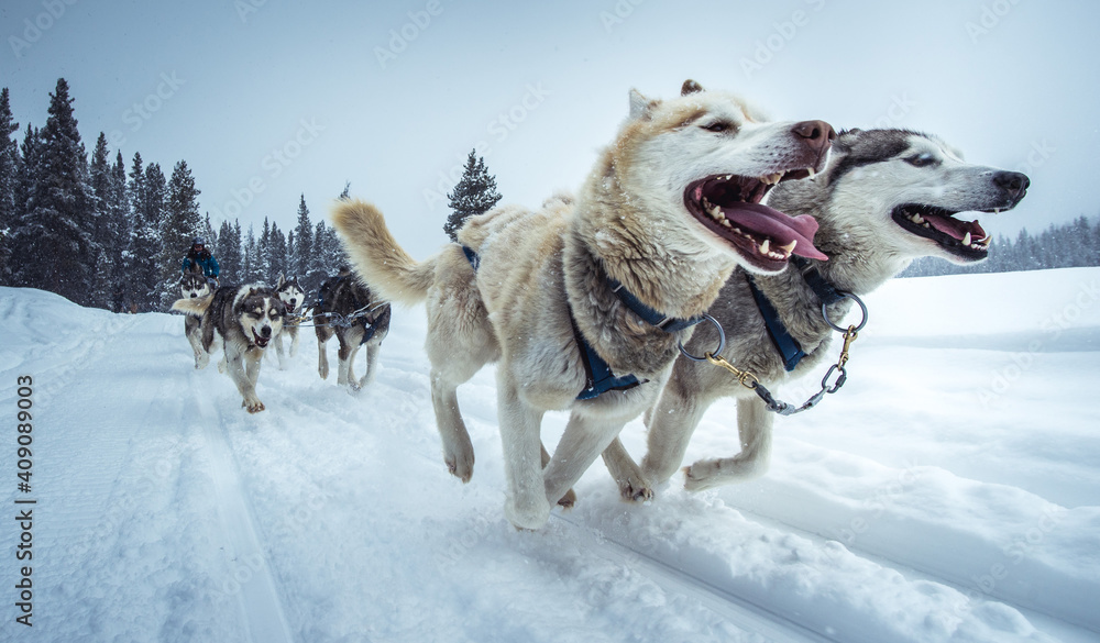 Sled Dogs Running