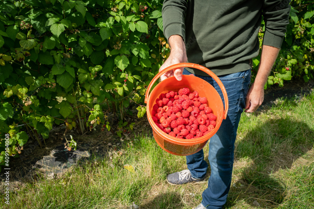 Himbeeren Zum Selberpflücken