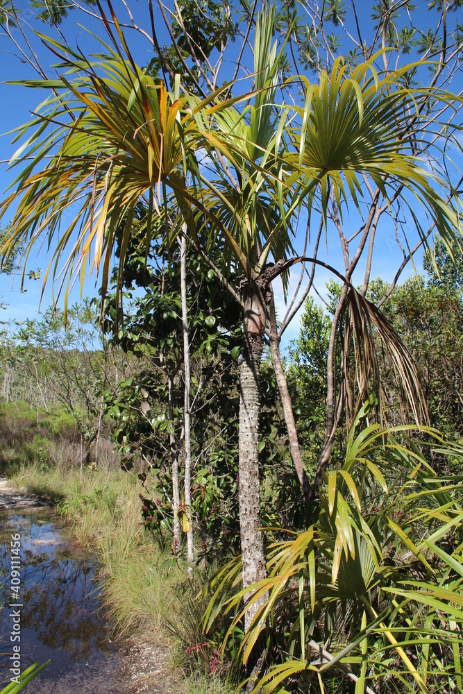 Buriti - Mauritia flexuosa Cerrado Stock Photo | Adobe Stock