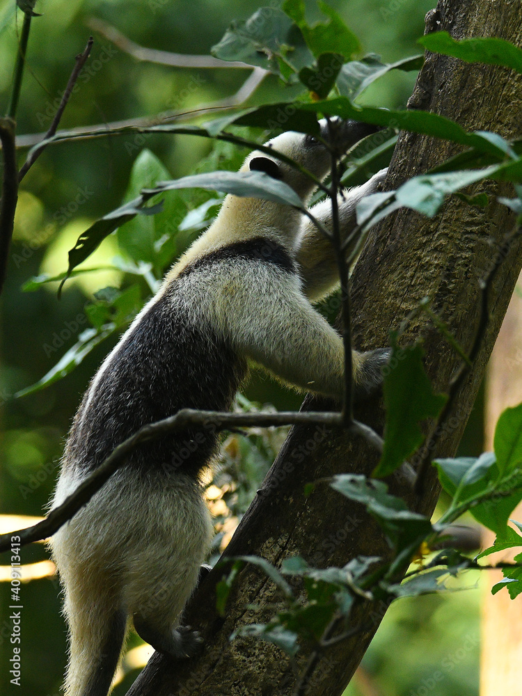 Northern Tamandua - Tamandua mexicana species of anteater, tropical and ...