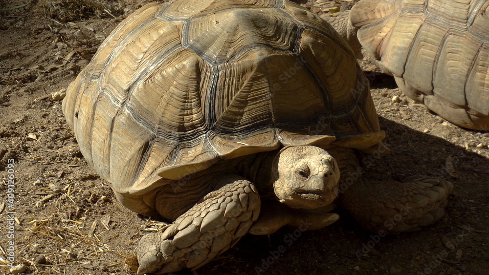 Big old turtle close-up. The turtle sits in place. Ancient animal in ...
