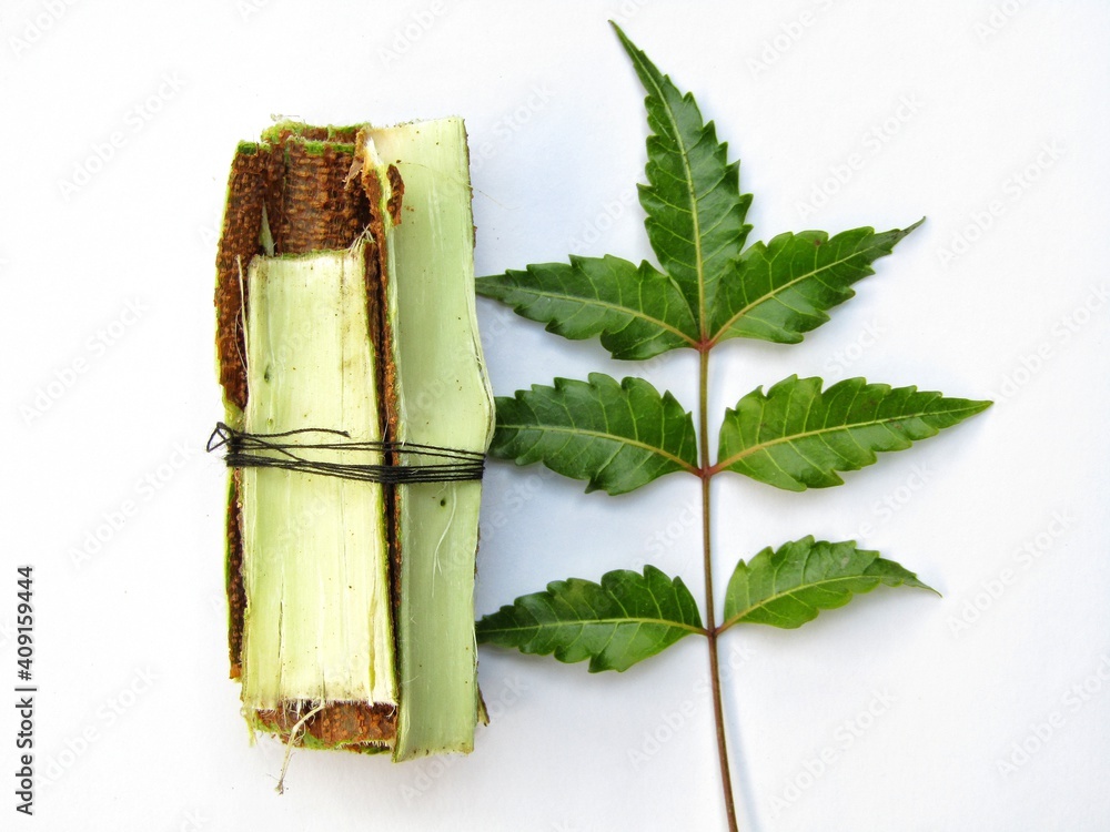 Neem leaf with tree bark isolated on white Stock Photo | Adobe Stock