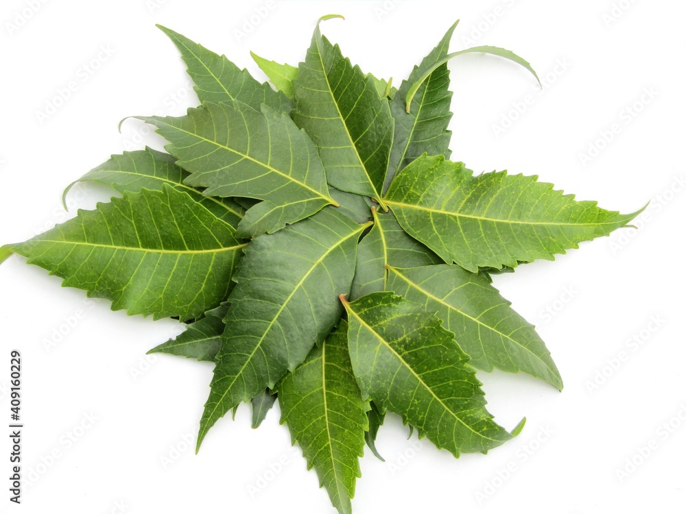 Neem leaf isolated on white Stock Photo | Adobe Stock