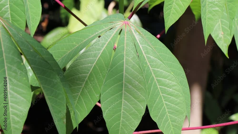 Vidéo Stock Tapioca plant leaves with showers of sunlight. Cassava ...