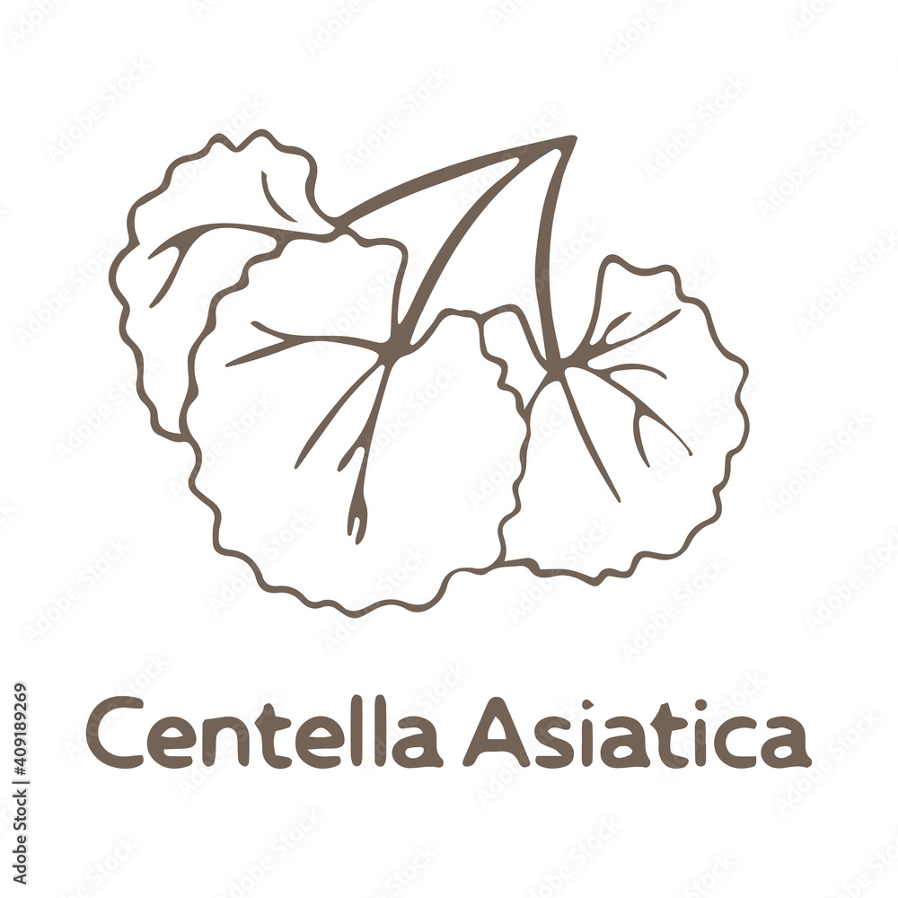 Hand drawn leaves and stem of Centella Asiatica isolated on white ...