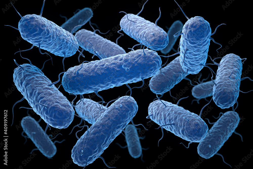 Enterobacteria. Enterobacteriaceae are a large family of Gram-negative ...