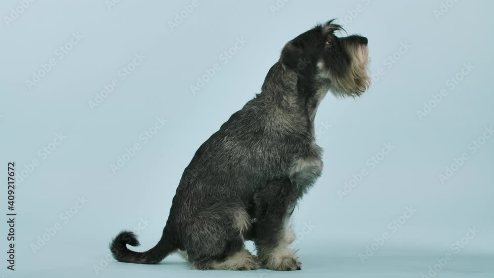 Profile portrait of Mitelschnauzer in the studio on a bluish background ...