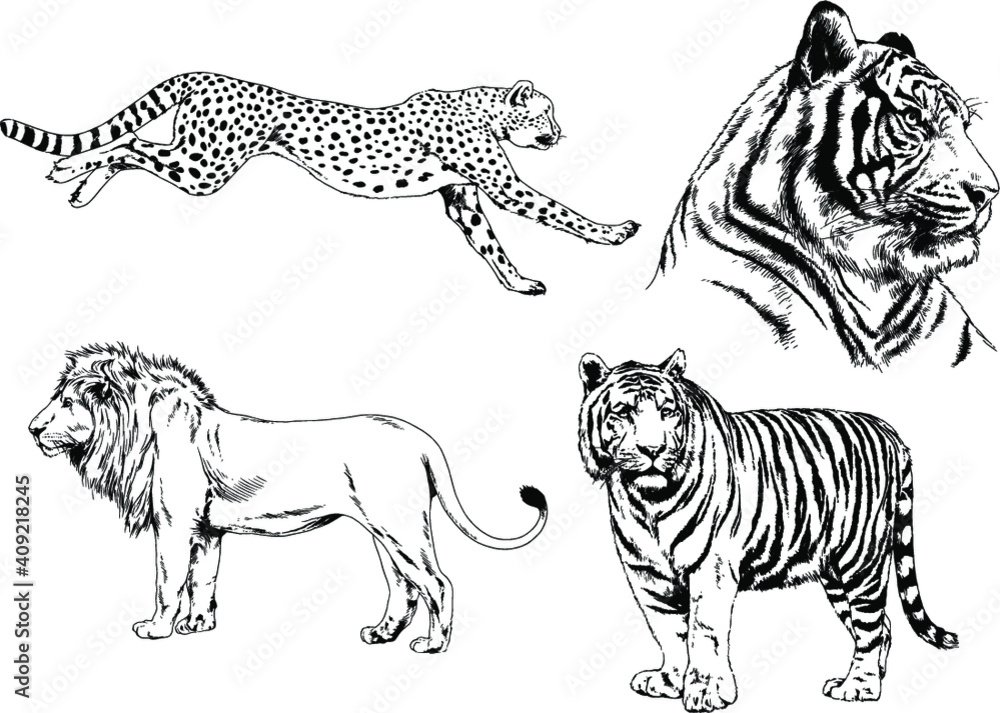 vector drawings sketches different predator , tigers, lions, cheetahs ...