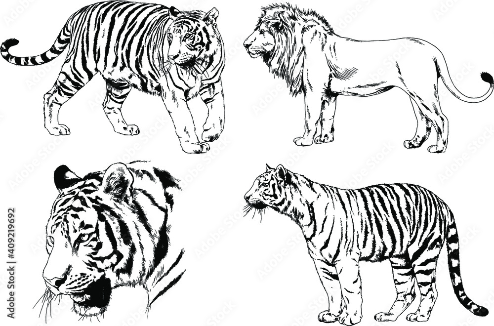 vector drawings sketches different predator , tigers, lions, cheetahs ...