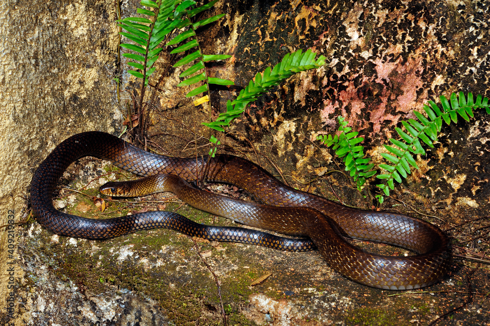 Dhaman, Oriental Ratsnake // Asiatische Rattenschlange (Ptyas mucosa ...