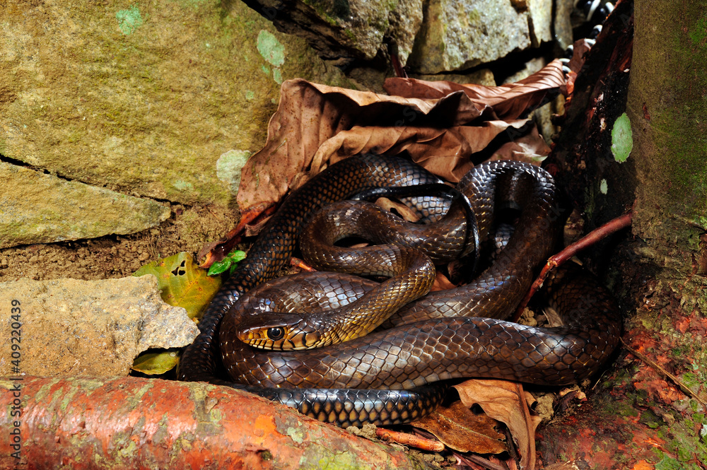 Oriental Ratsnake, Dhaman // Asiatische Rattenschlange (Ptyas mucosa ...