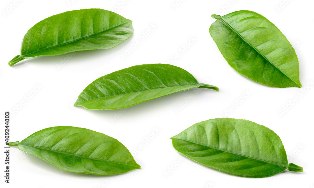 Citrus leaves on white. Orange, lemon, lime, tangerine leaf isolated. Orange leaf. Lemon leaf ...