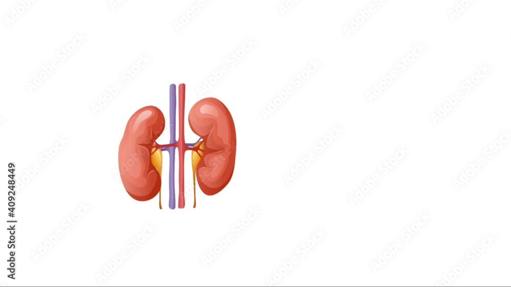 The inside of the human body,inner hormonal organ educational scheme ...