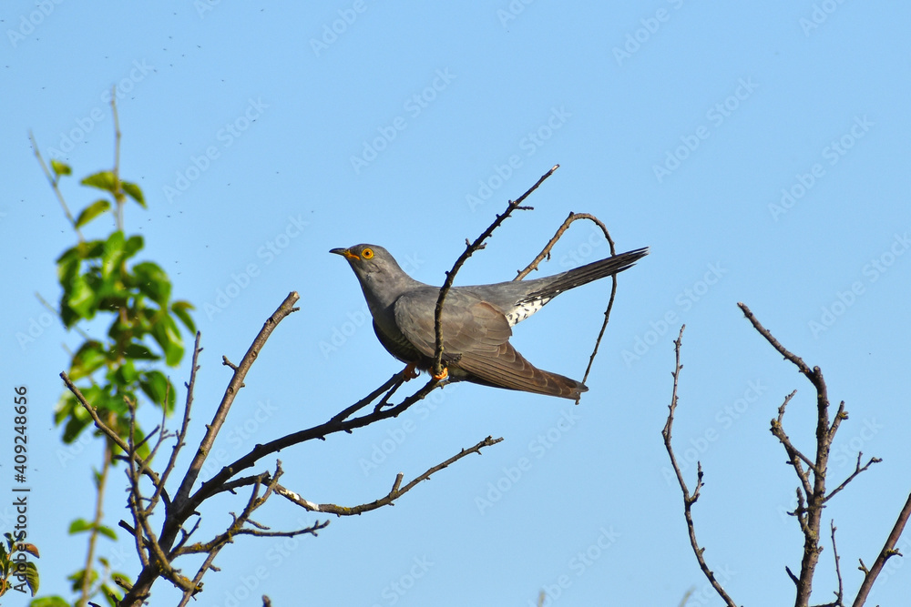 Cuculus canorus - Cuc - Common cuckoo Stock Photo | Adobe Stock