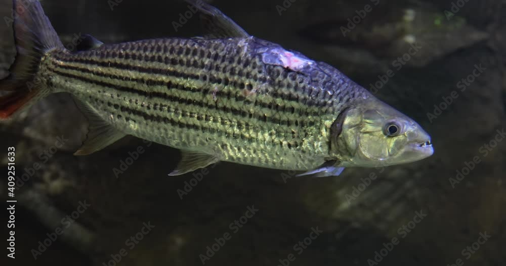 Hydrocynus goliath, also known as the goliath tigerfish, giant ...