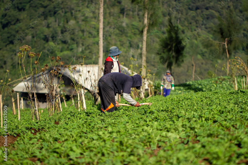 upland farmers are tending their gardens. vegetable gardening of ...