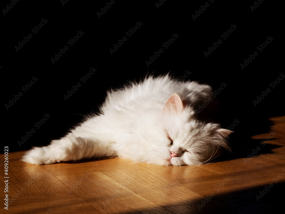 Beautiful fluffy white cat enjoying the sun spot Stock Photo | Adobe Stock