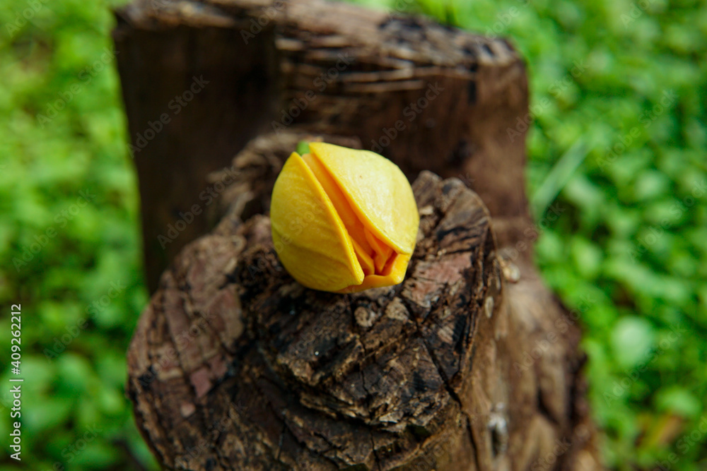 the bright yellow soursop fruit buds are being held by the hand. Annona ...