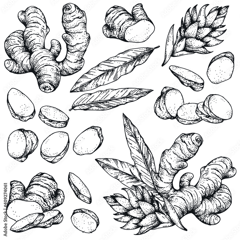 Collection of vector hand-drawn ginger sketches. Vintage Engraving style Stock Vector | Adobe Stock