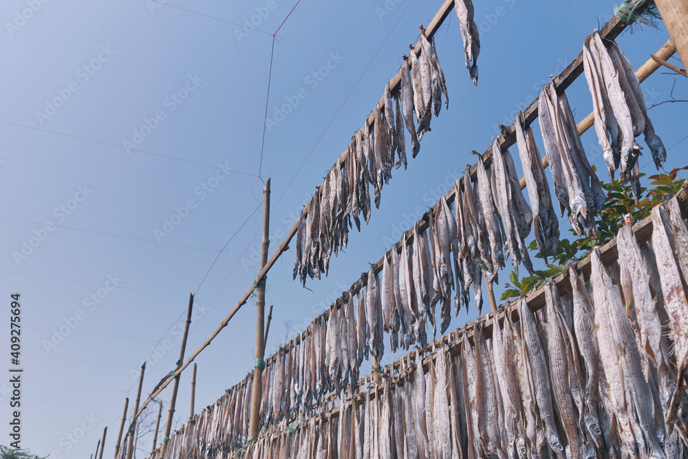 Foto de Preparation of shutki fish (drying of processed asian ribbon ...