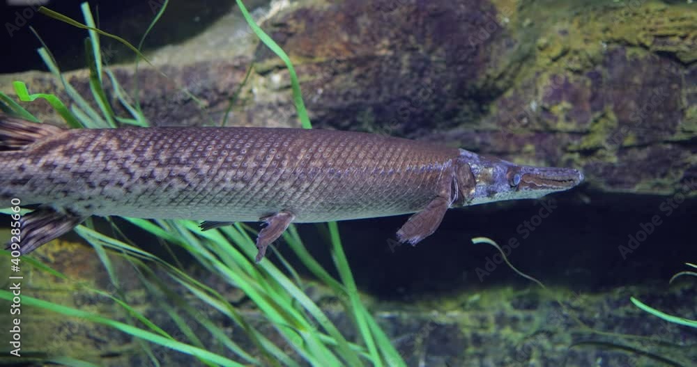Fish longnose gar (Lepisosteus osseus), also known as longnose garpike ...