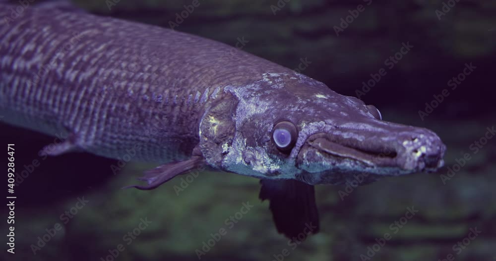 Fish longnose gar (Lepisosteus osseus), also known as longnose garpike ...