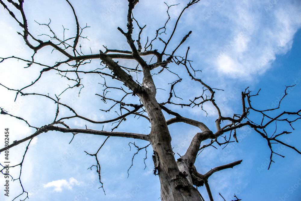 Ramas de Arbol sin hojas con cielo claro nublado Stock Photo | Adobe Stock