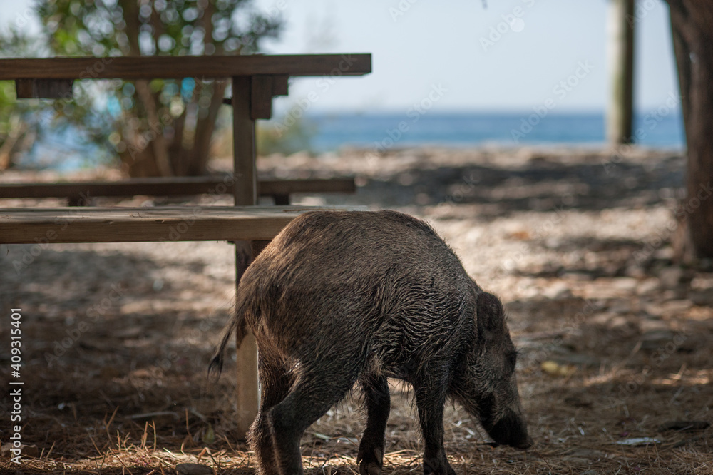 Wild boars roaming the beach in Mili Park, Kusadasi, Turkey Stock Photo ...