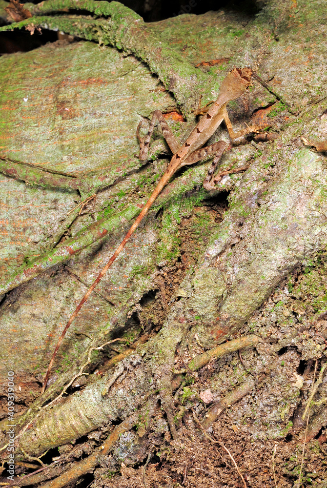 Sri Lankan kangaroo lizard // Wiegmanns Agame (Otocryptis wiegmanni ... Sri Lankan kangaroo lizard // Wiegmanns Agame (Otocryptis wiegmanni ...