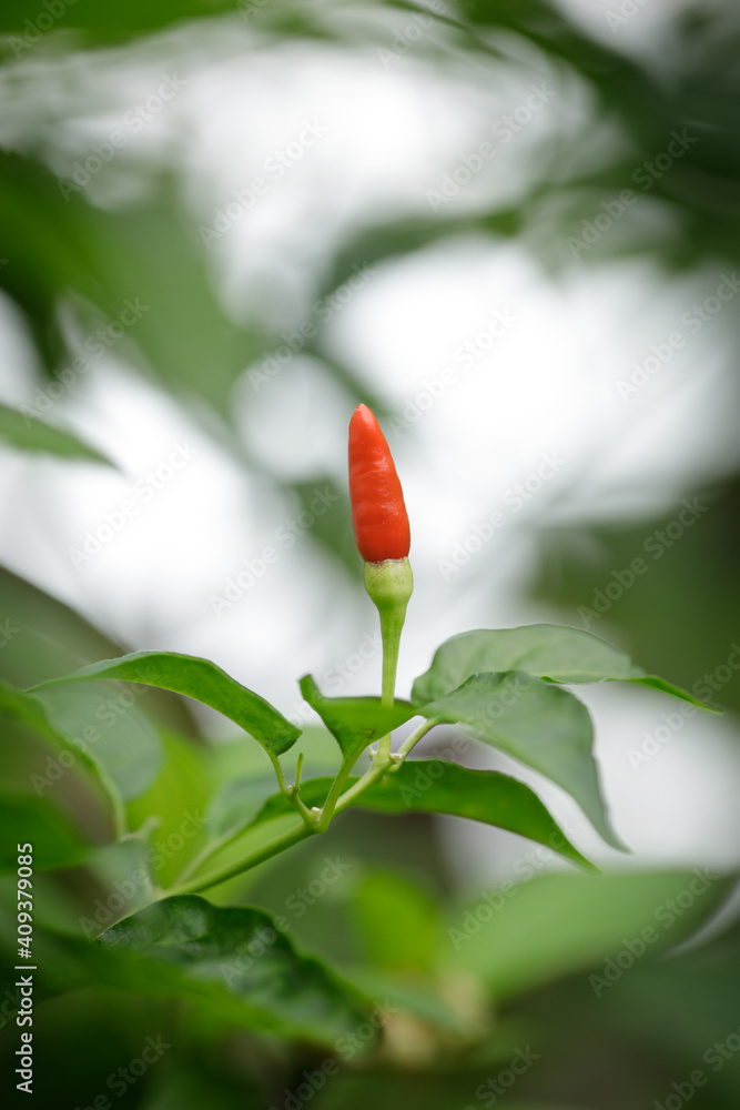 Bird's eye chili called cabai burung, cili api and cili padi in Malay ...