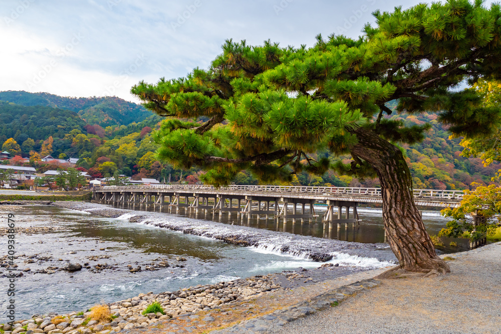Japan. Japanese curved pine on the background of mountains and bridge ...