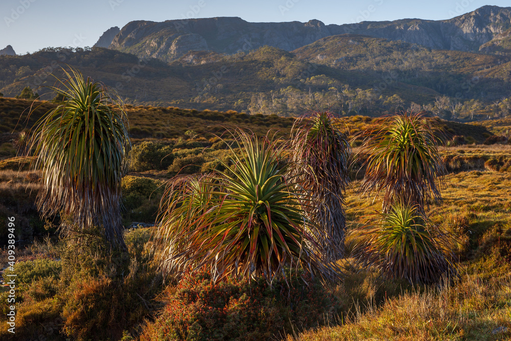alpine, attraction, australia, australian, bush walking, clear, cradle ...