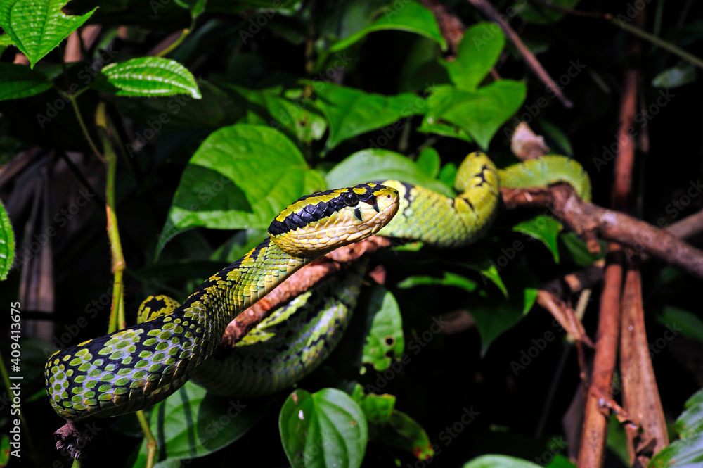 Sri Lankan pit viper // Ceylon Lanzenotter (Trimeresurus ...