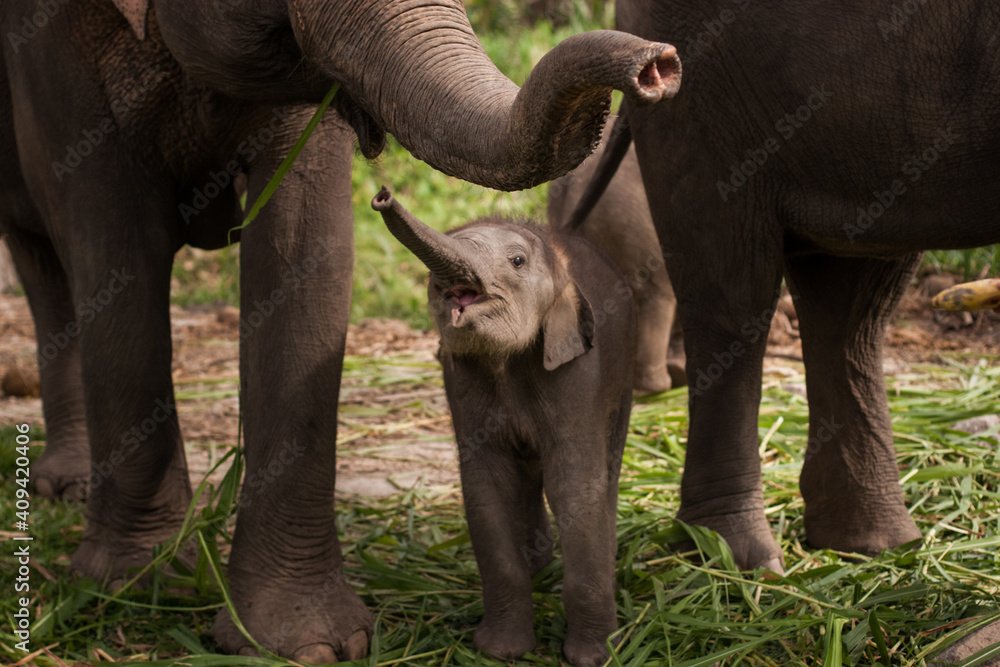 A family of elephants is walking a baby elephant in the jungle. The ...